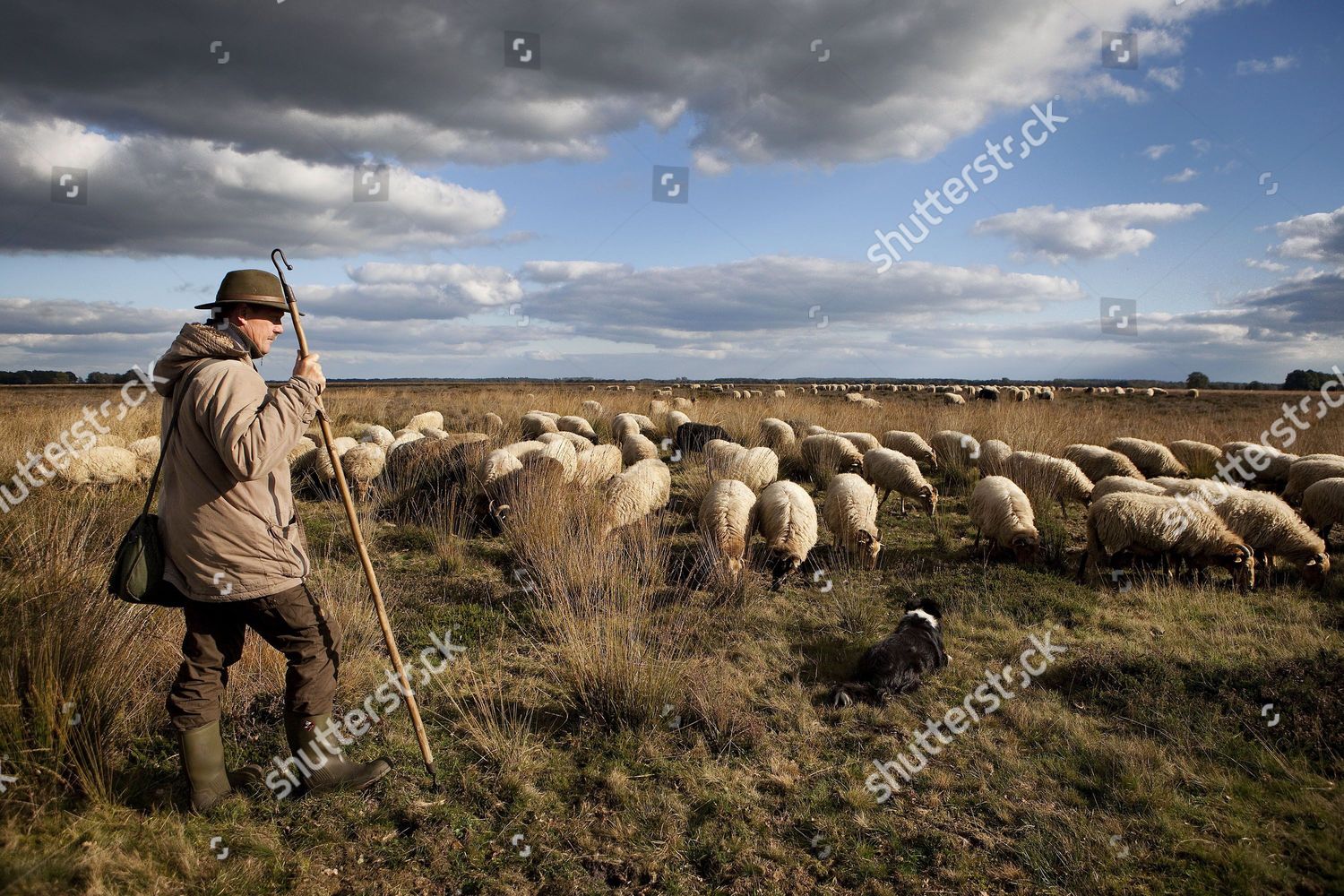 Shepherd Herman Walking Along Heath Dwingelderveld Editorial Stock ...