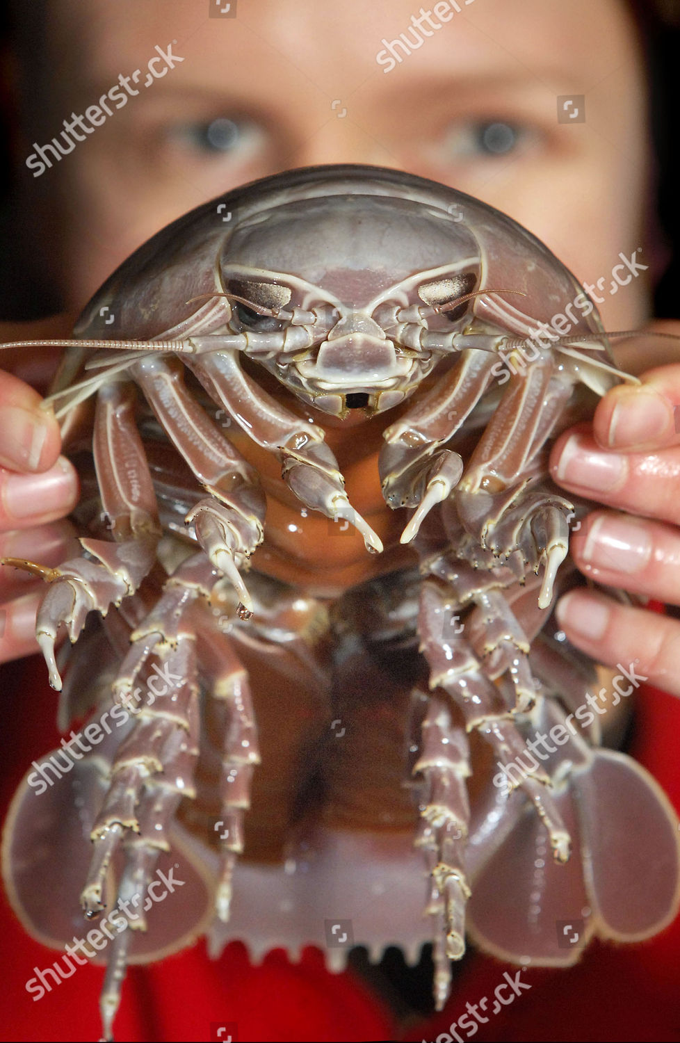 Giant Isopod Bathynomous Giganteus Editorial Stock Photo - Stock Image ...