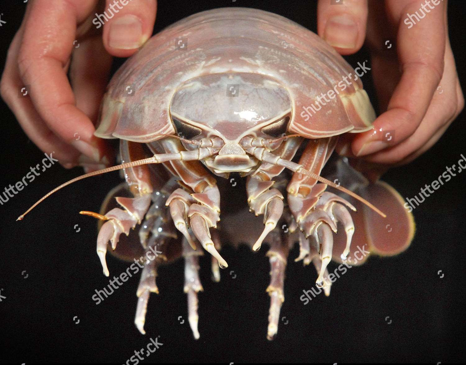 Giant Isopod Bathynomous Giganteus Editorial Stock Photo - Stock Image ...