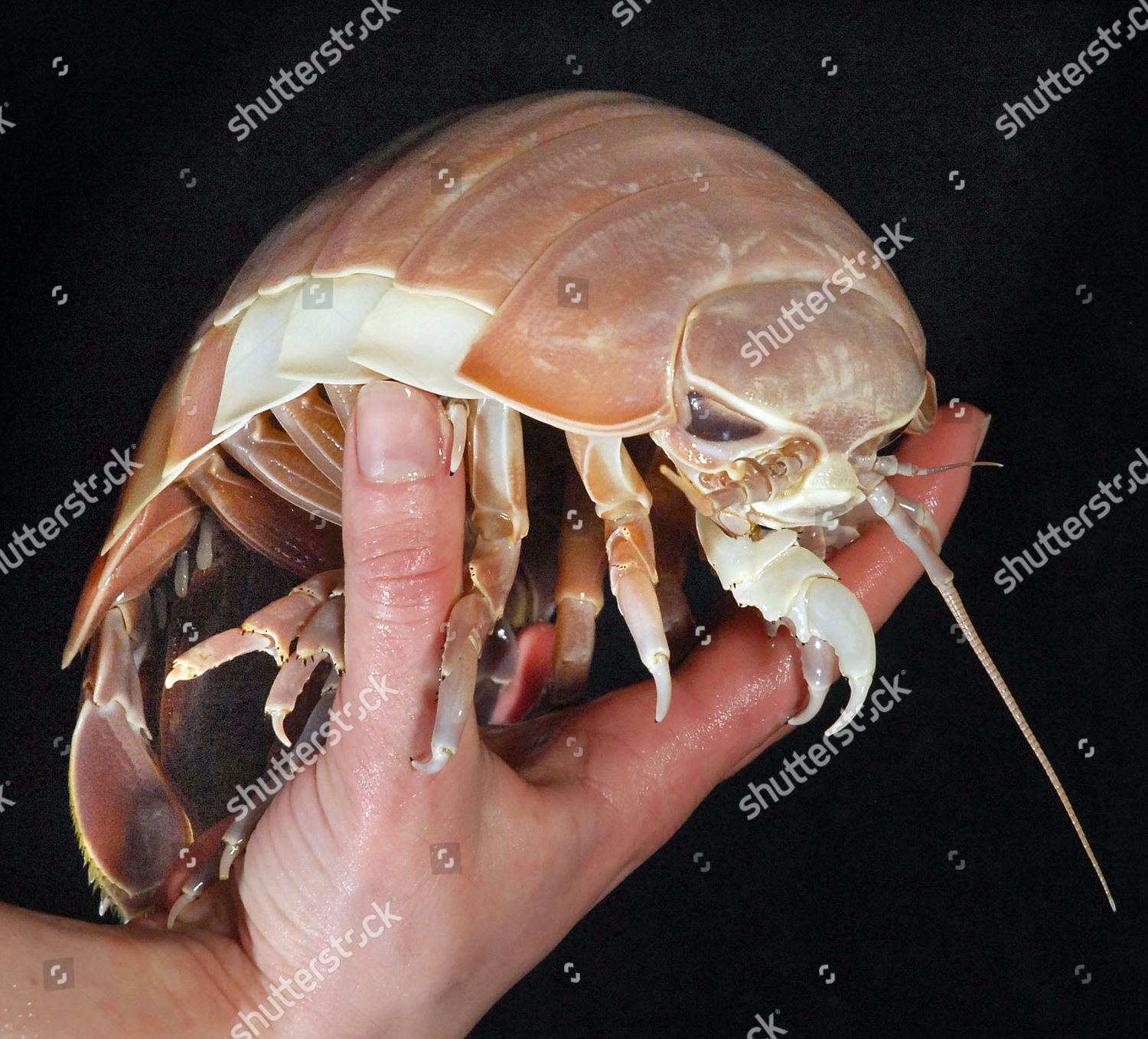 Giant Isopod Bathynomous Giganteus Editorial Stock Photo - Stock Image ...