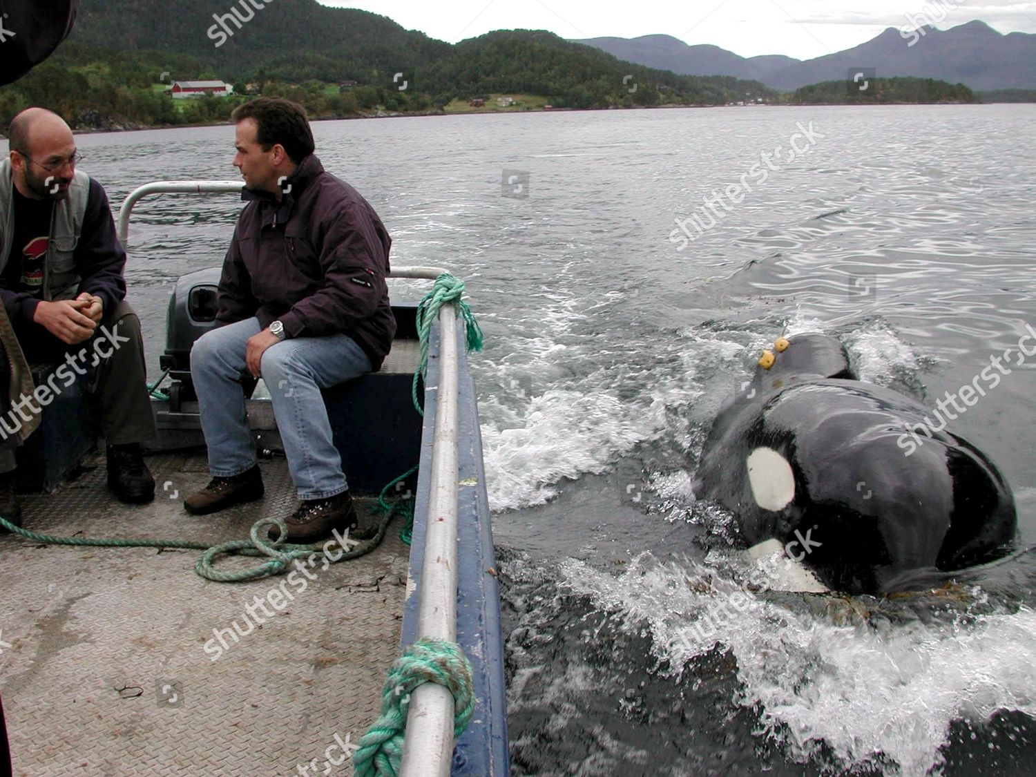 Halsa Norway Keiko Killer Whale Who Editorial Stock Photo - Stock Image ...