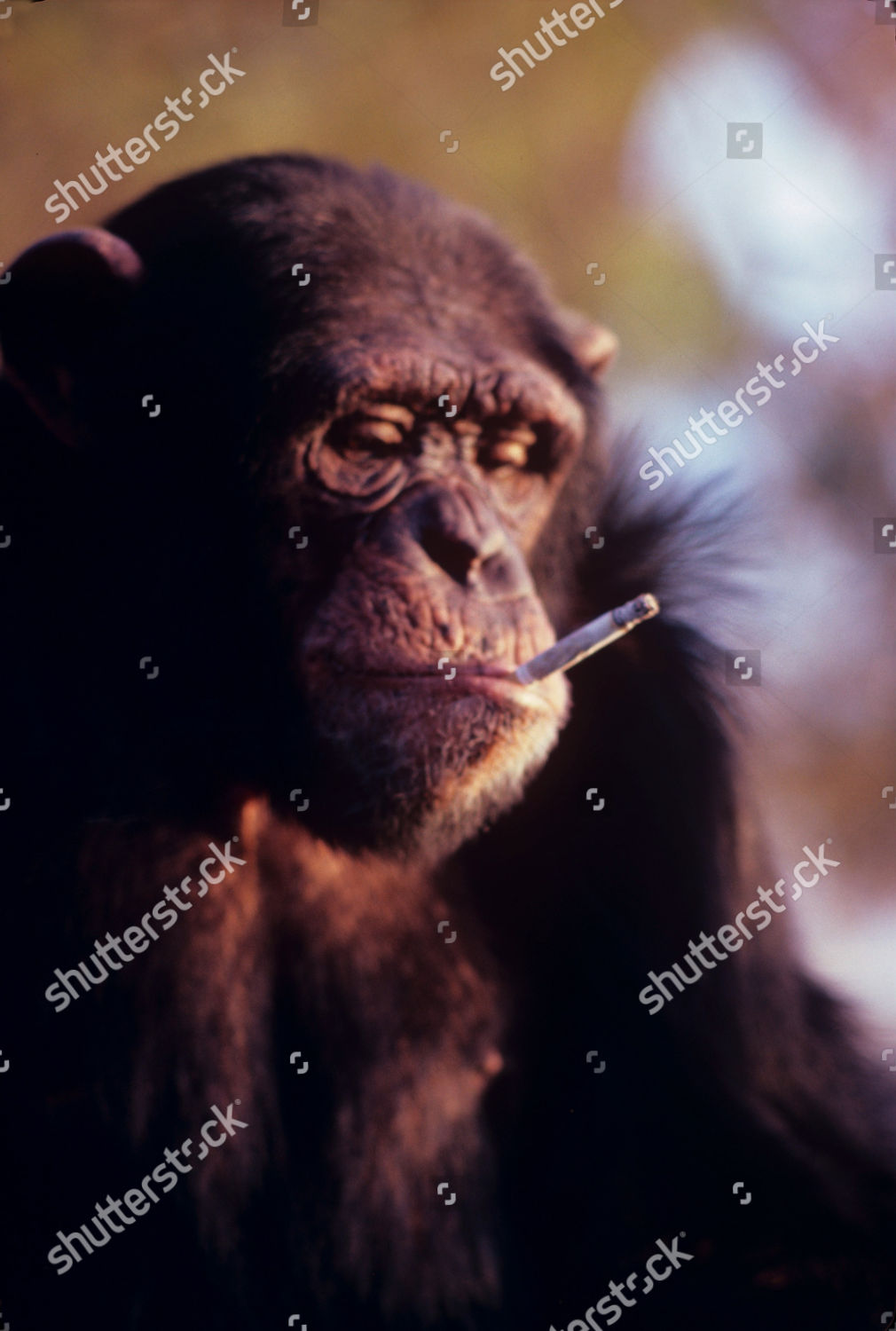 Chimpanzee Smoking Cigarette Editorial Stock Photo - Stock Image ...