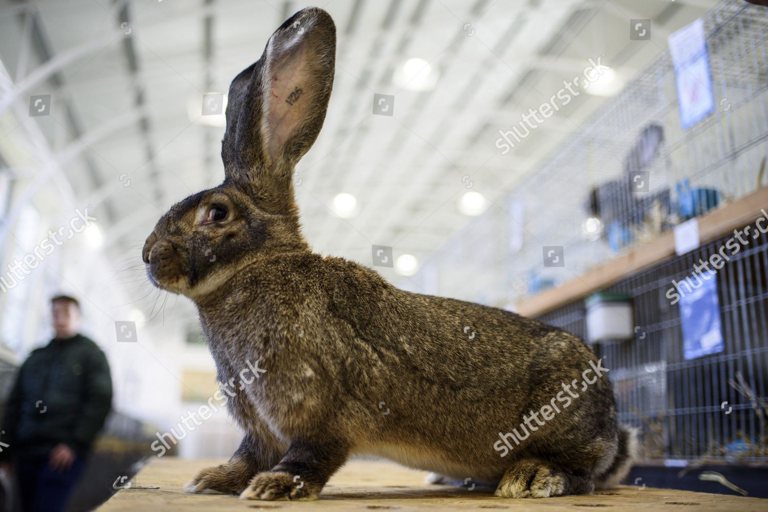 Awardwinning Grey German Giant Rabbit Hungarian Editorial Stock Photo ...