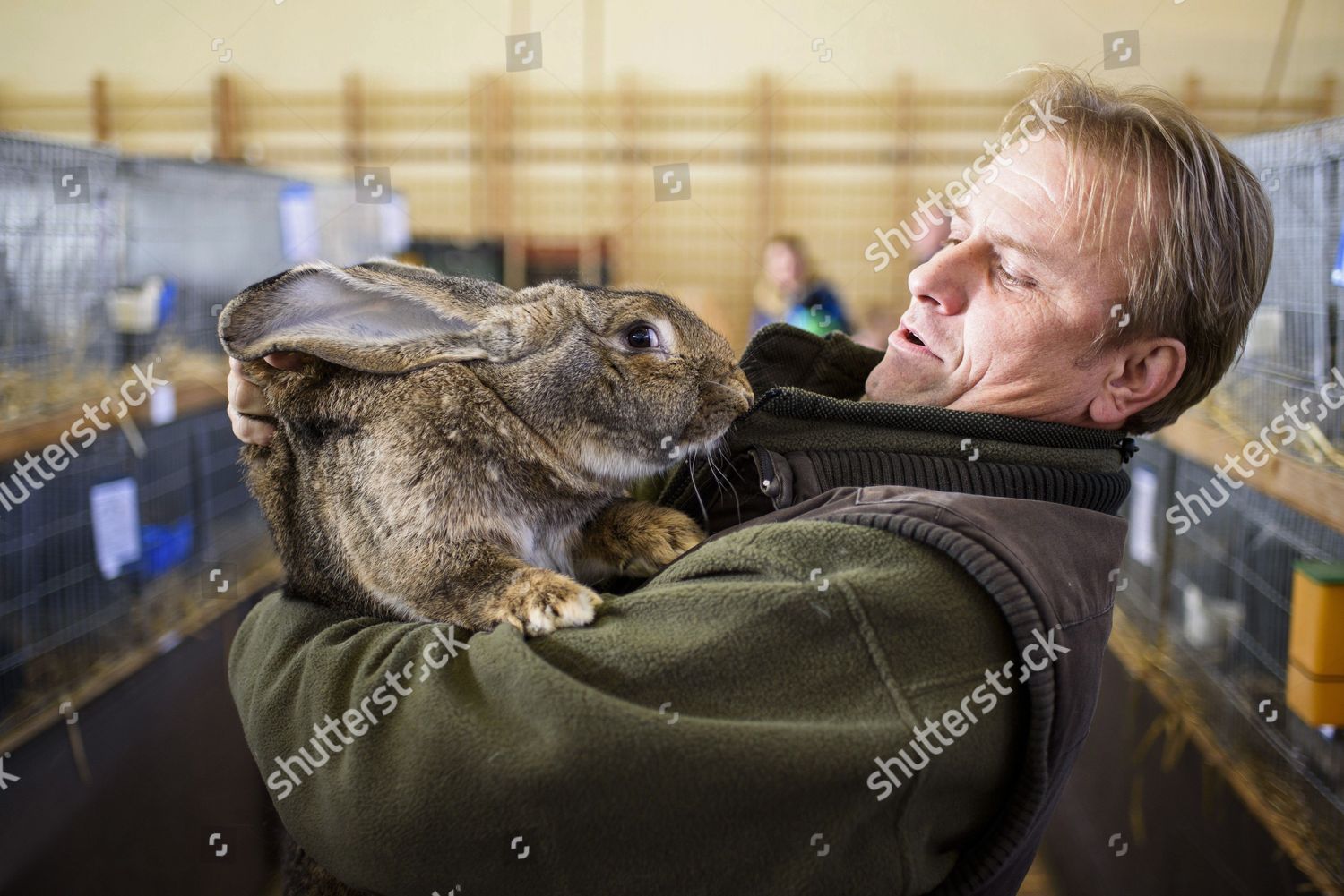 Breeder Sandor Bodo Holds His Grey Editorial Stock Photo - Stock Image ...