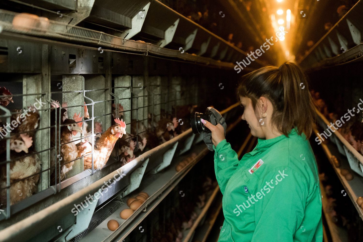 Worker Checks Laying Hens Kept Inside Editorial Stock Photo - Stock ...