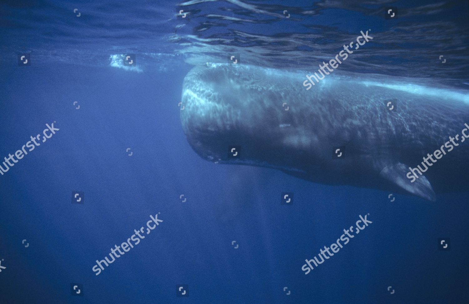Head Sperm Whale Underwater Physeter Macrocephalus Editorial Stock Photo - Stock Image ...