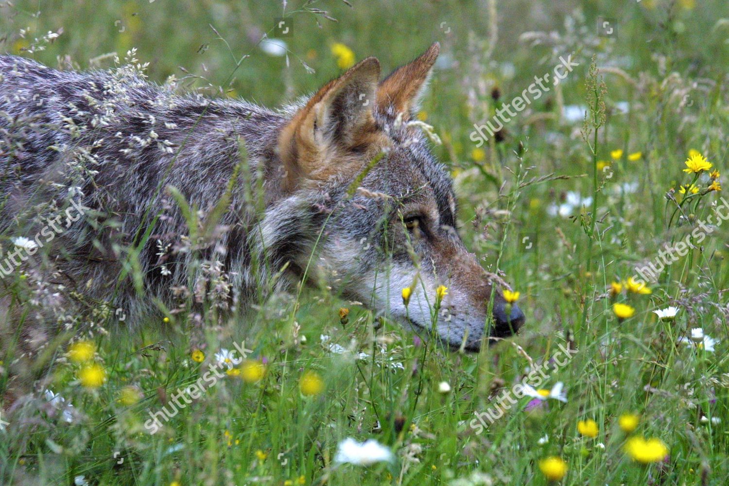 BUCHAREST ROMANIA WOLF NAMED CRAI SNEAKING Editorial Stock Photo ...