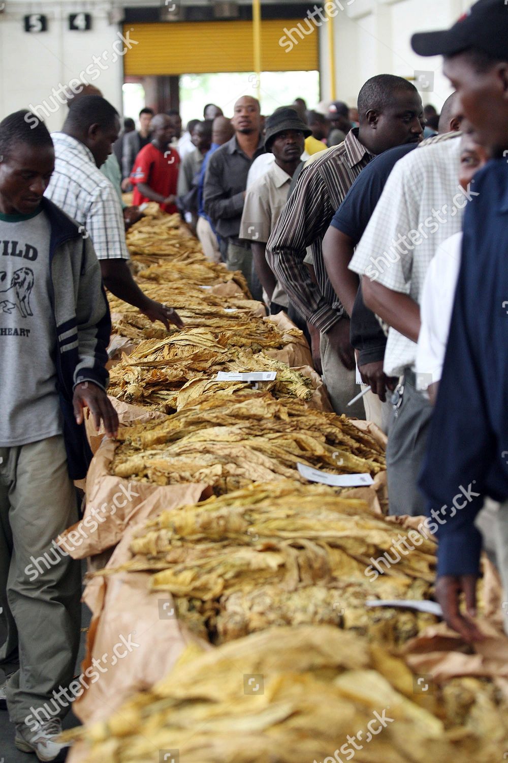 Buyers Sample Tobacco On Display Tobacco Editorial Stock Photo - Stock ...