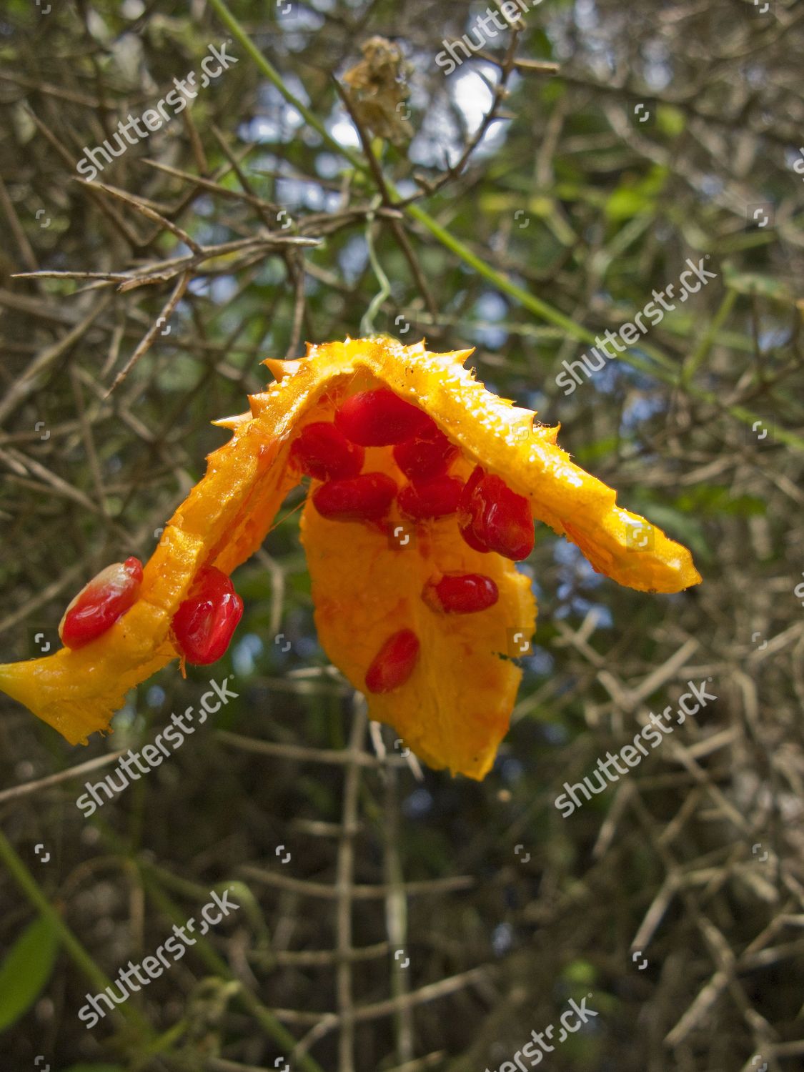 Seed Pod Opening Galapagos Islands Archipeligo Editorial Stock Photo ...