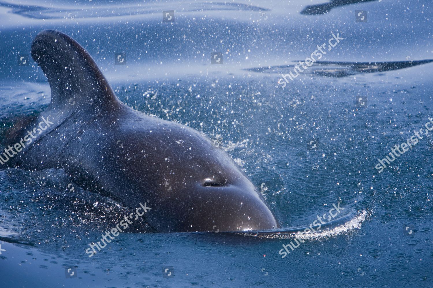 Pod 40 50 Shortfinned Pilot Whales Editorial Stock Photo - Stock Image ...