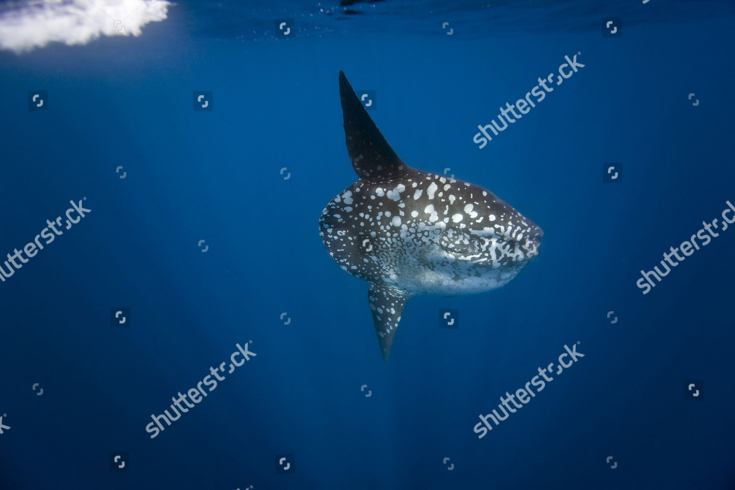 Adult Oceanic Sunfish Mola Mola Underwater Editorial Stock Photo ...