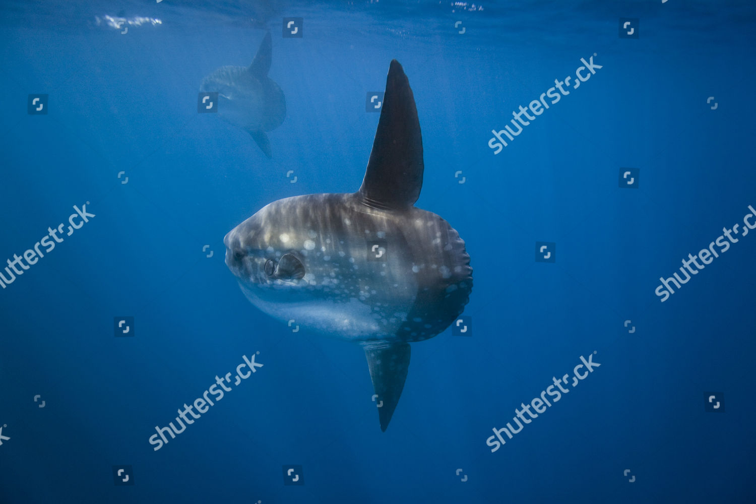 Adult Oceanic Sunfish Mola Mola Underwater Editorial Stock Photo ...