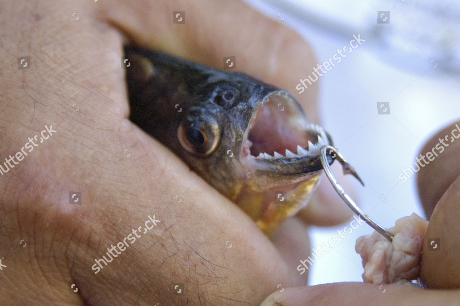 Piranha Pygocentrus Nattereri Carnivorous Fish Caught Editorial Stock ...