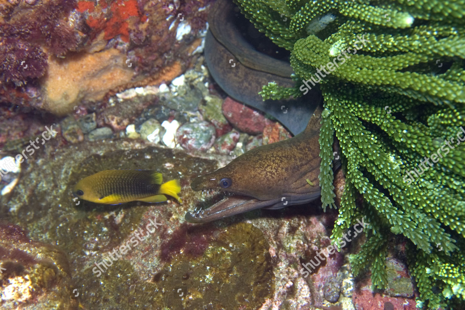 Viper Moray Mulatto Conger Enchelycore Nigricans Editorial Stock Photo ...