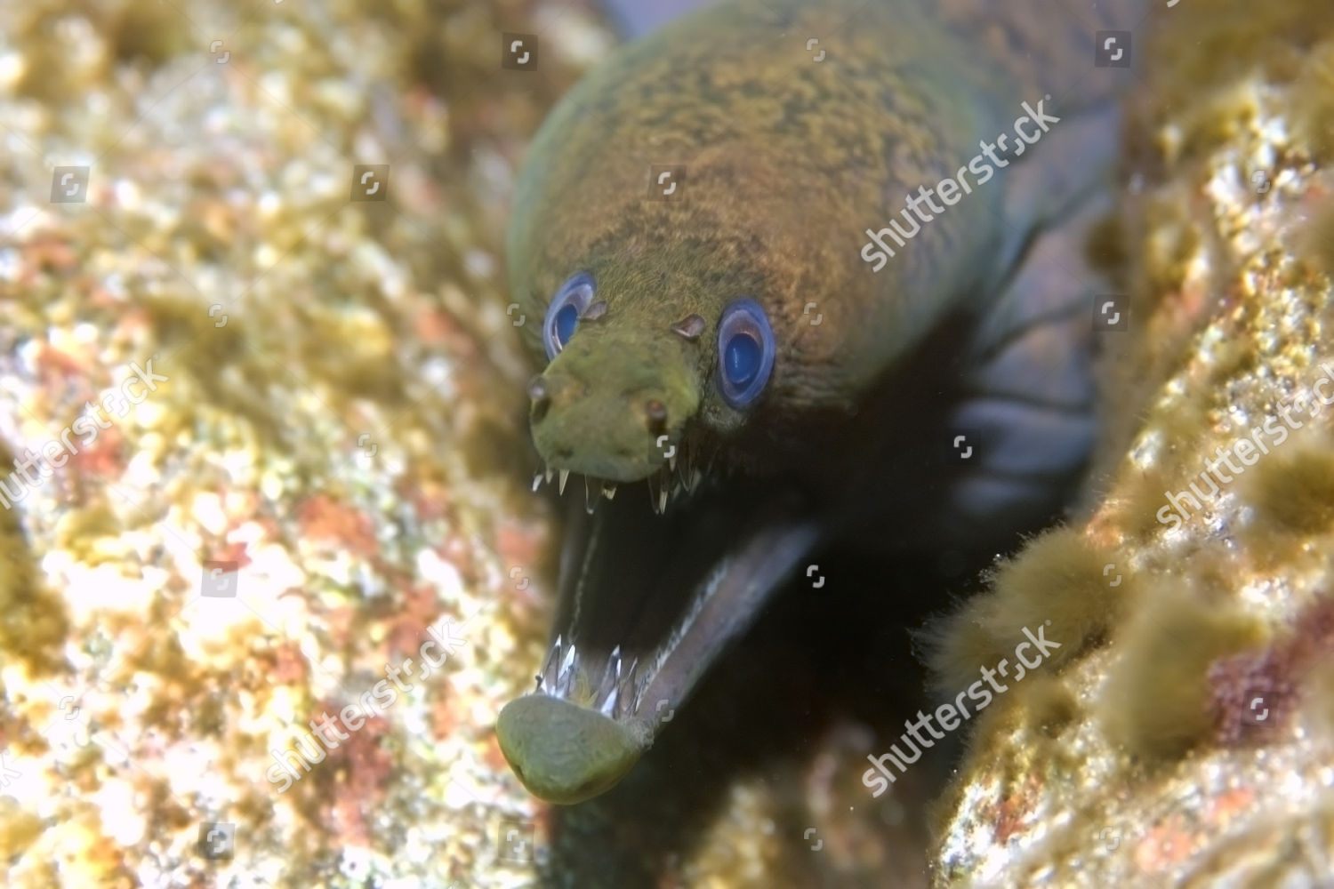 Viper Moray Mulatto Conger Enchelycore Nigricans Editorial Stock Photo ...