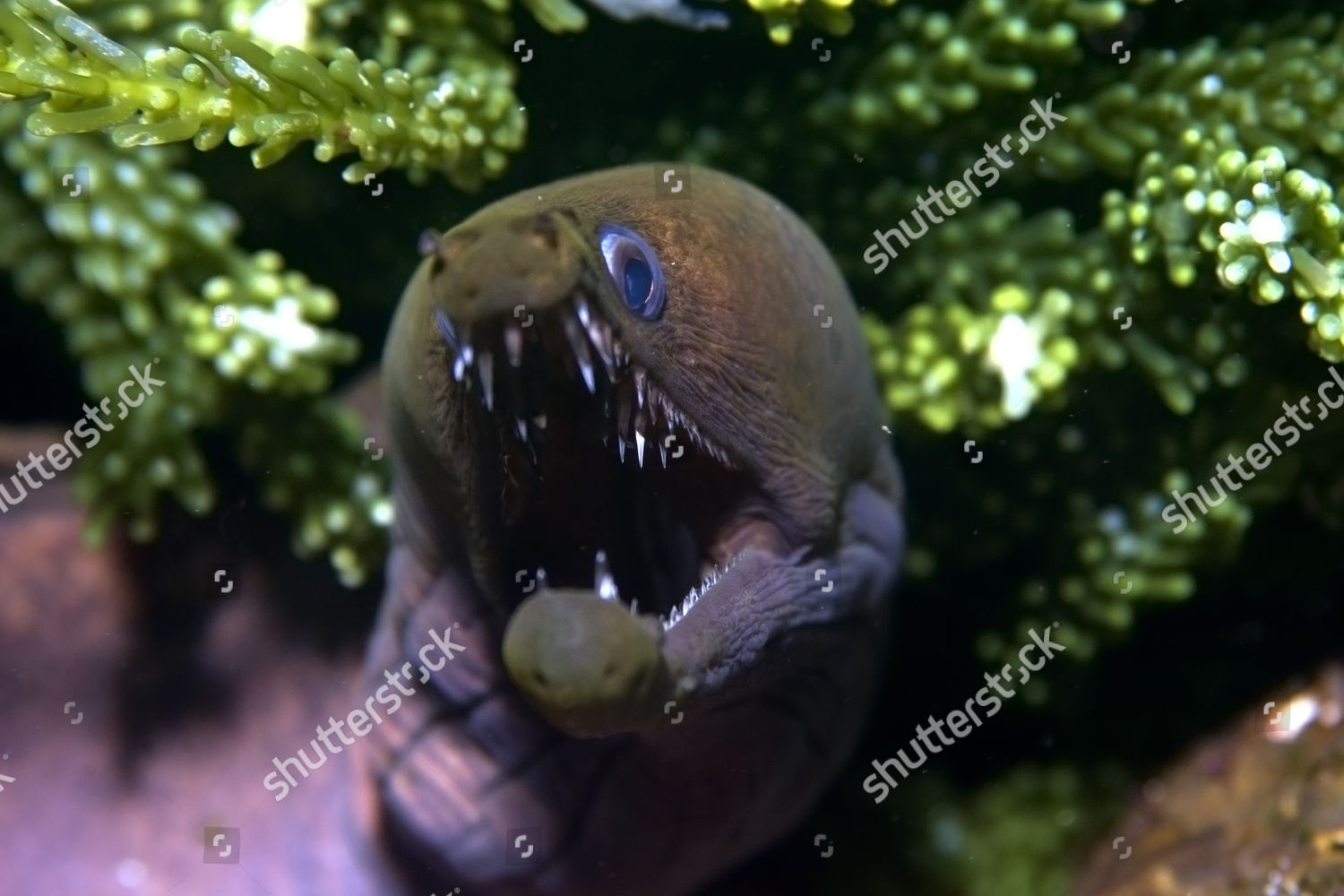 Viper Moray Mulatto Conger Enchelycore Nigricans Editorial Stock Photo ...