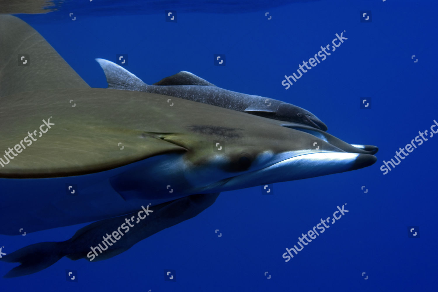 Devil Ray Mobula Tarapacana Remoras Remora Editorial Stock Photo ...