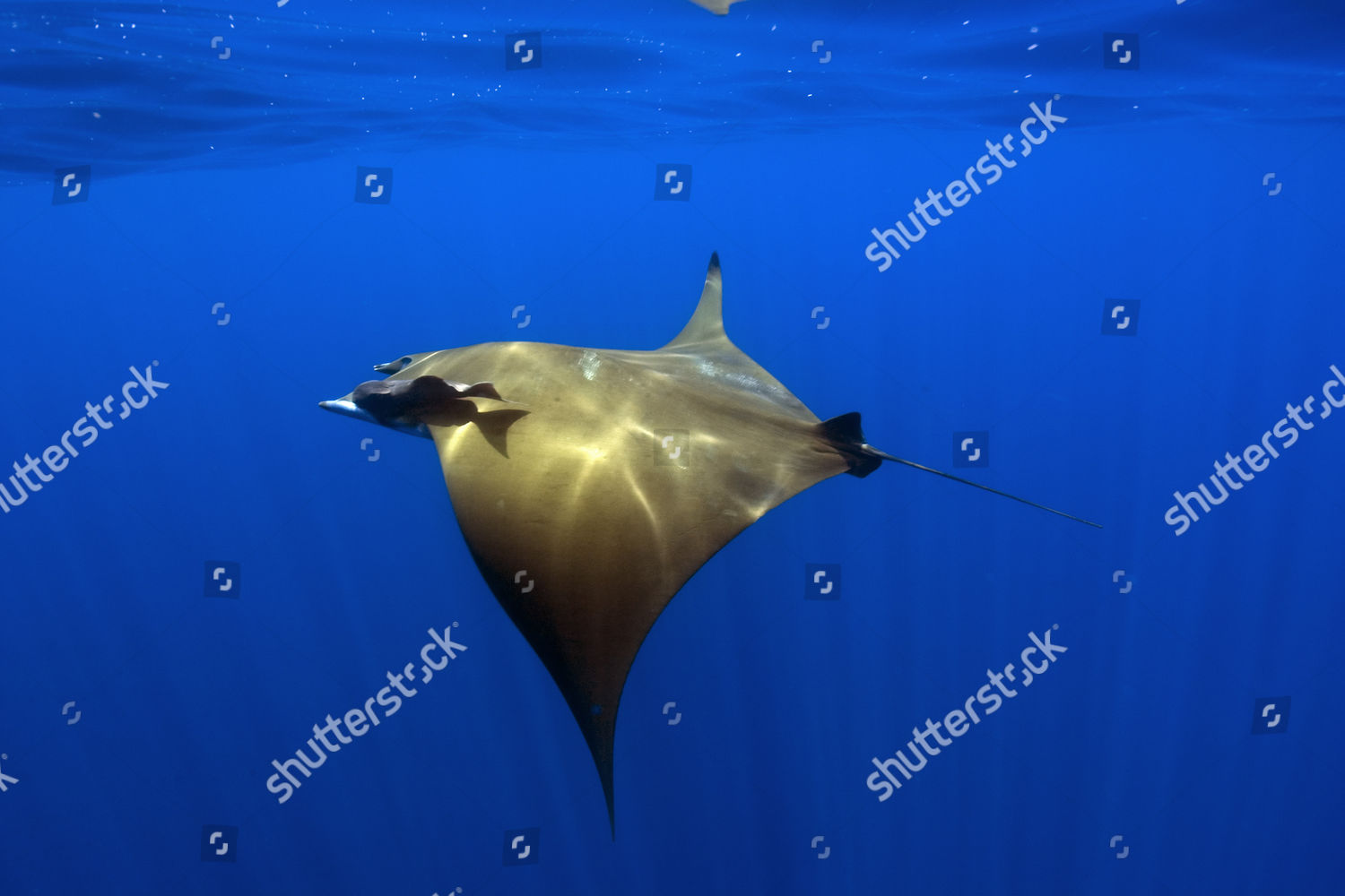 Mobula Ray Mobula Tarapacana Remoras Remora Editorial Stock Photo ...
