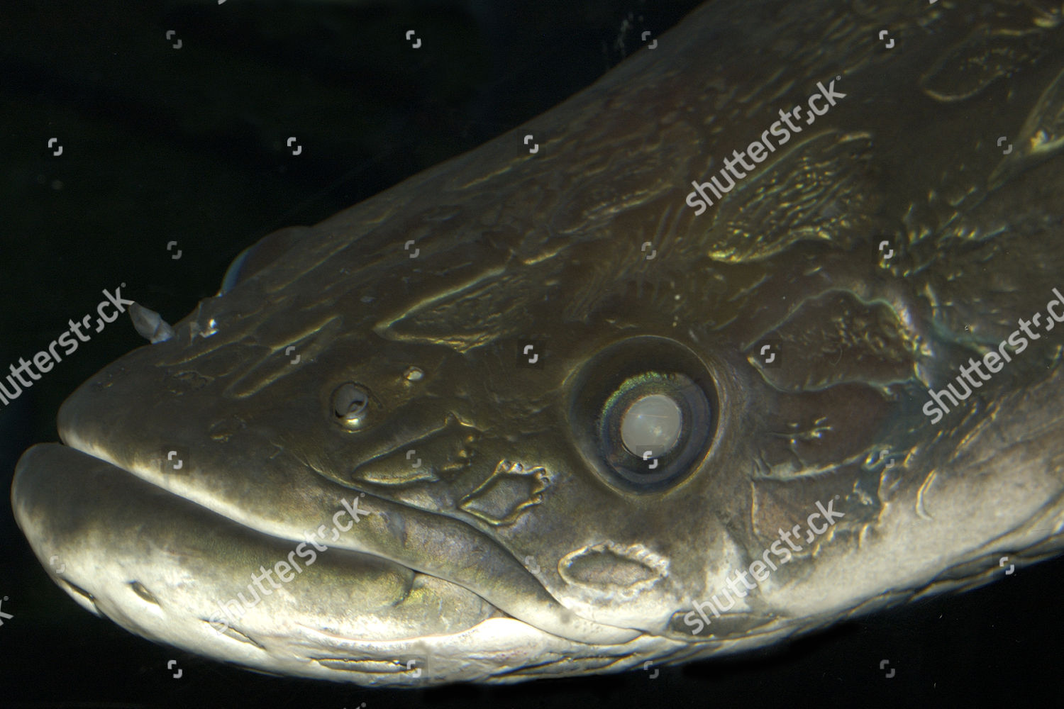 Arapaima Pirarucu Face Detail Arapaima Gigas Editorial Stock Photo ...