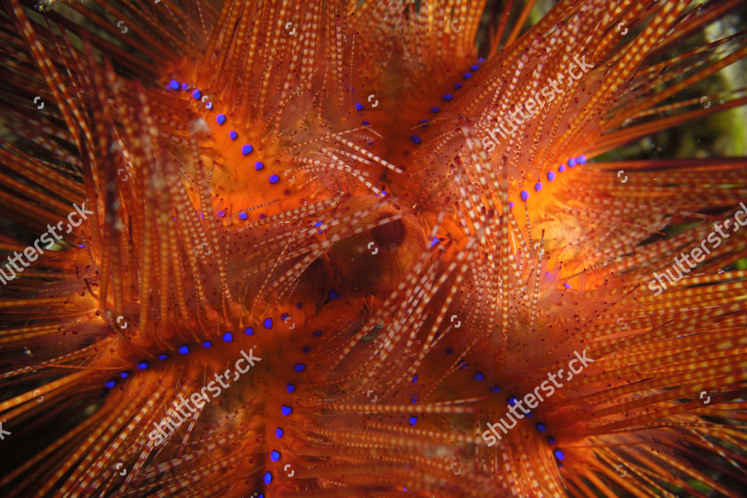 Red Radiant Urchin Astropyga Radiata Closeup Editorial Stock Photo ...