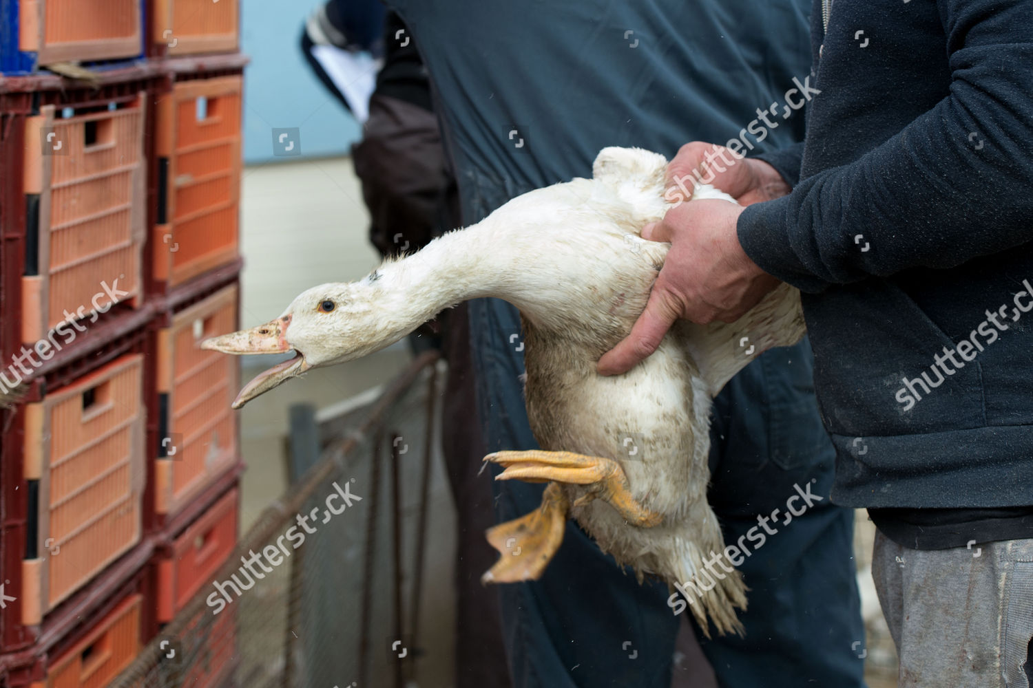 Ducks Caged Before Being Transported Slaughterhouse Editorial Stock ...