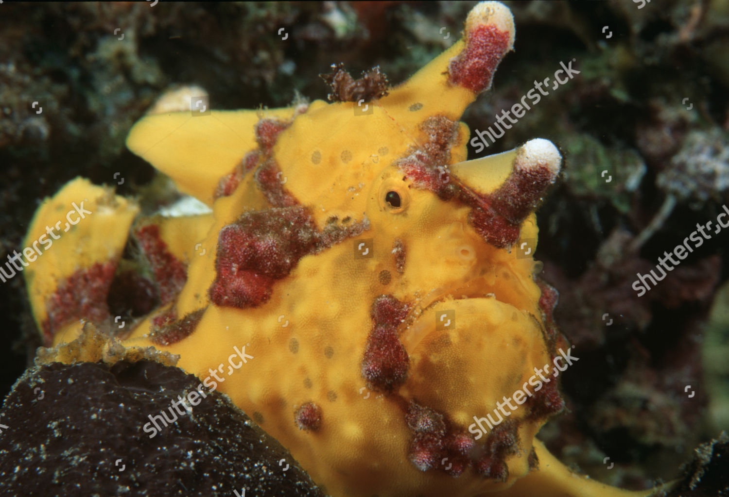 Anglerfish Antennarius Sp Indo Pacific Editorial Stock Photo - Stock ...