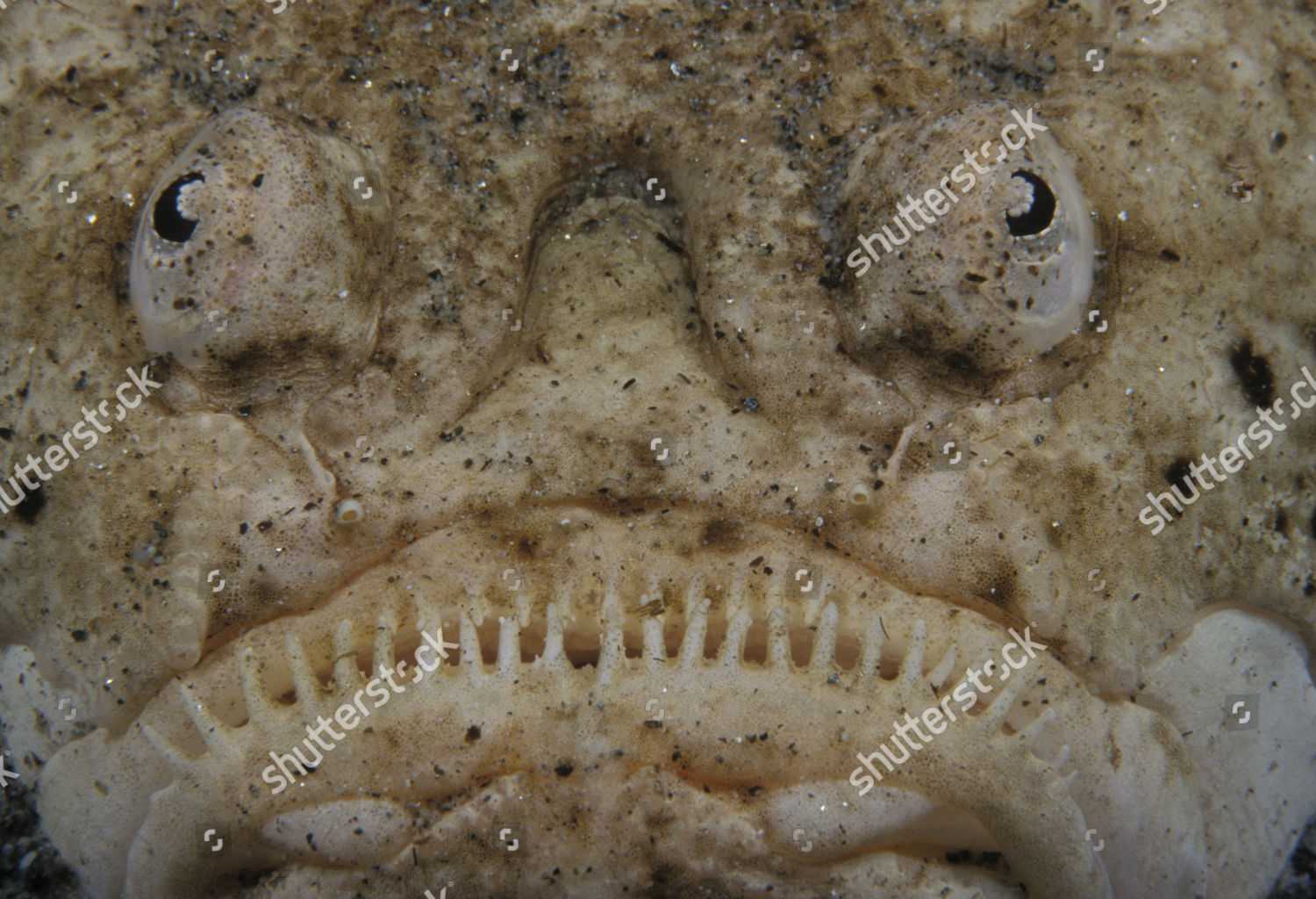 Stargazer Closeup Face Uranoscopus Bicintus Indo Editorial Stock Photo ...