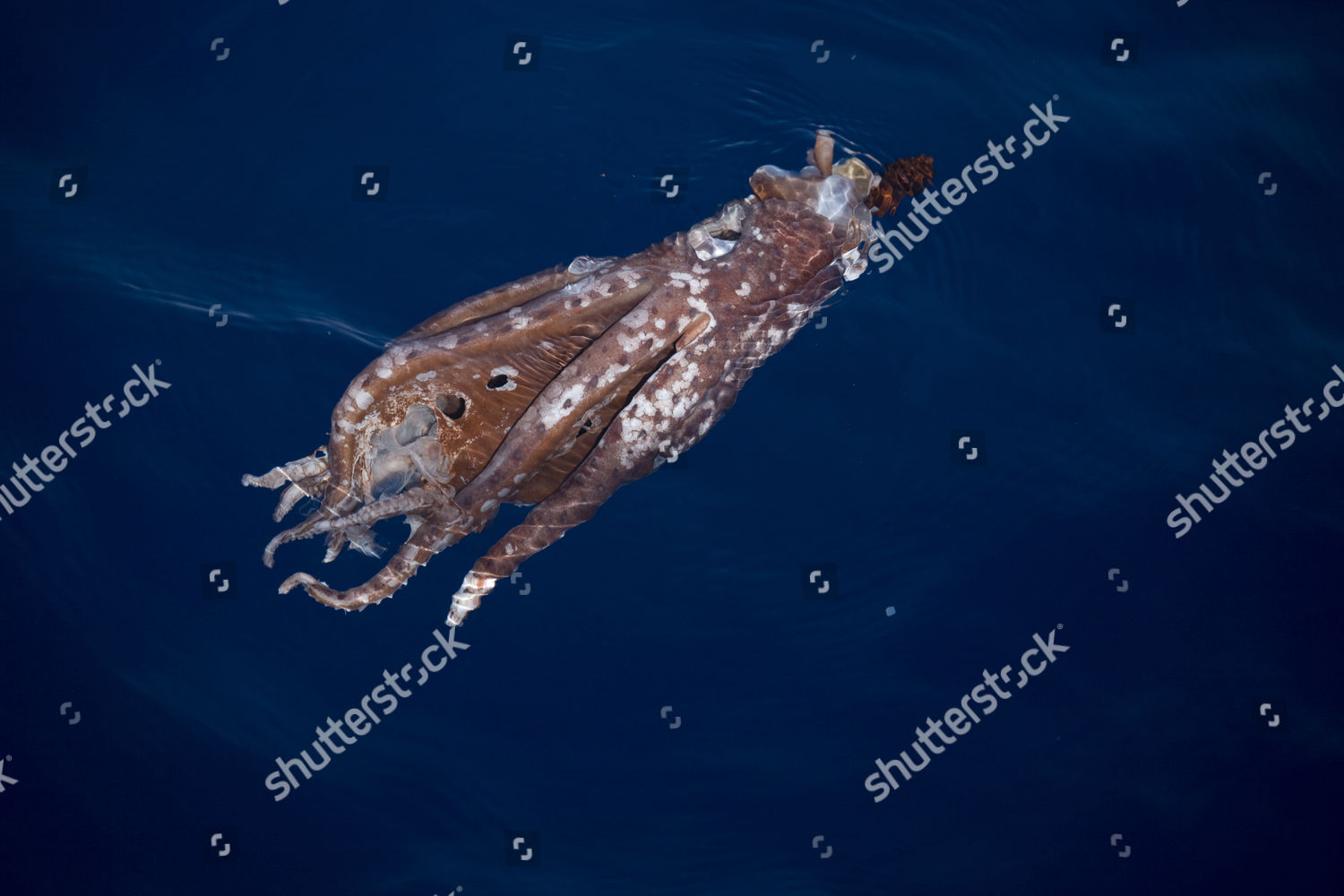 Cockeyed Squid Histioteuthis Bonelli Sperm Whale Editorial Stock Photo ...
