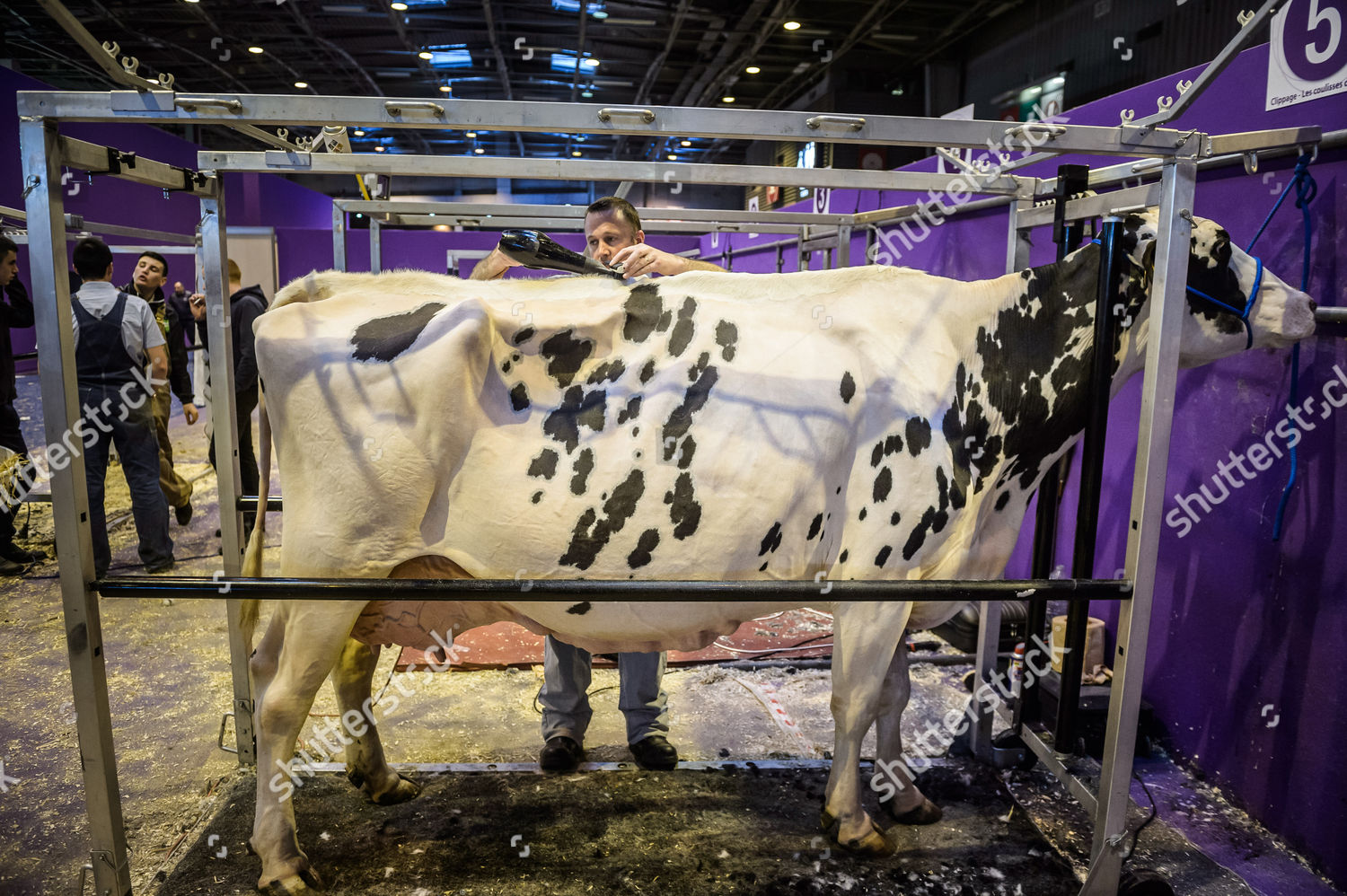 Cow Gets Fur Trimmed During Presentation Editorial Stock Photo - Stock ...