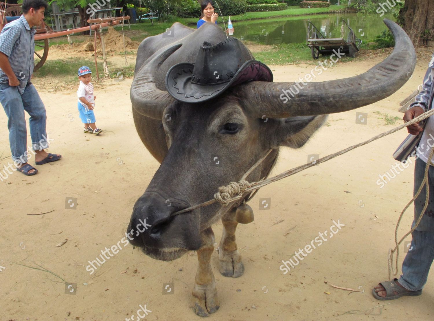 Tourists Thai Buffalo Wearing Cowboy Hat Editorial Stock Photo - Stock ...
