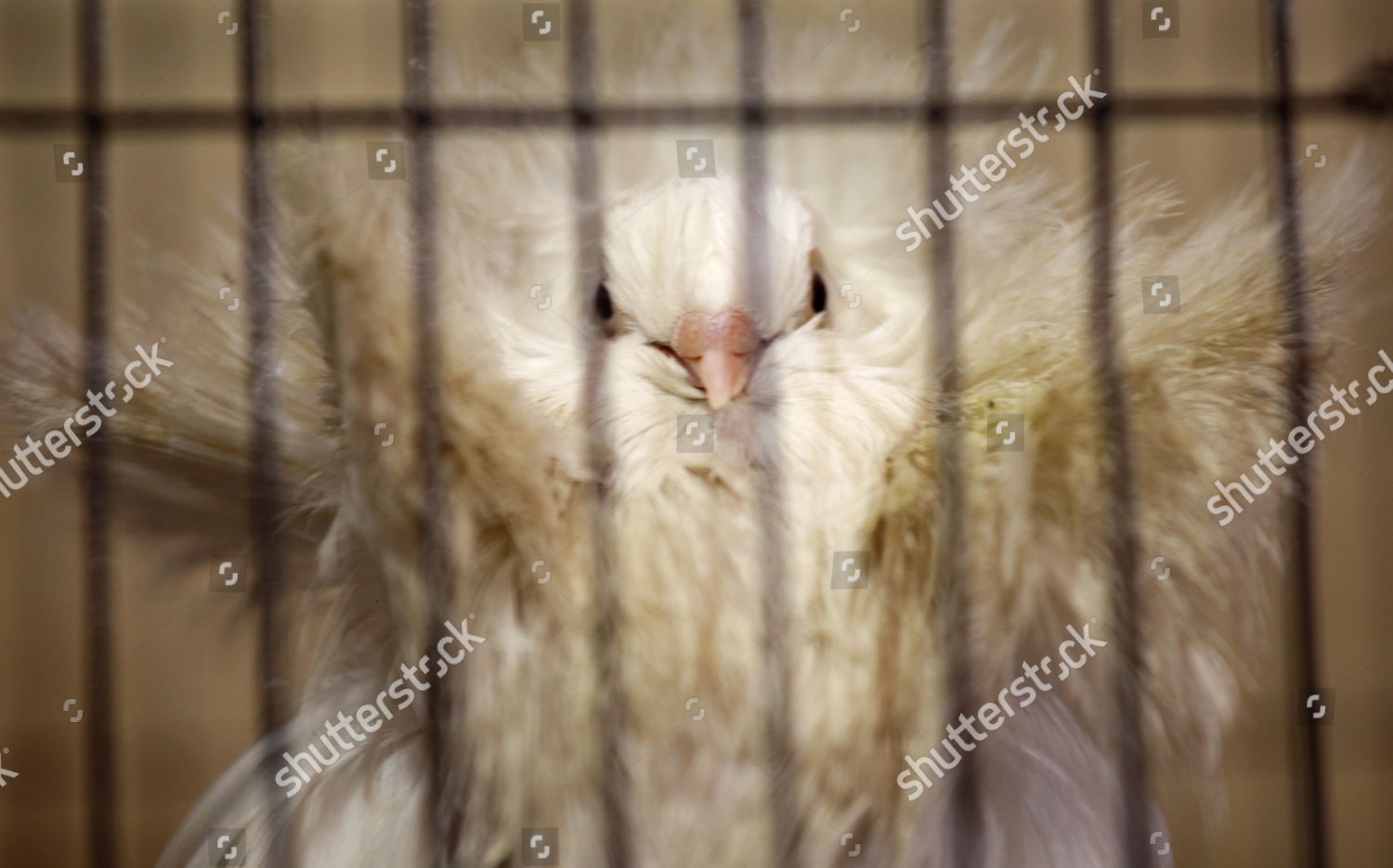 Jacobin Pigeon Australia Puffs Itself During Editorial Stock Photo ...