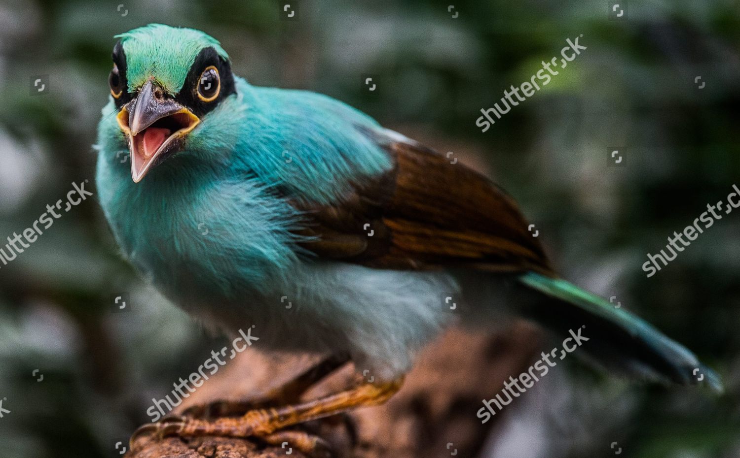 Baby Javanese Green Magpies Seen Their Editorial Stock Photo - Stock ...