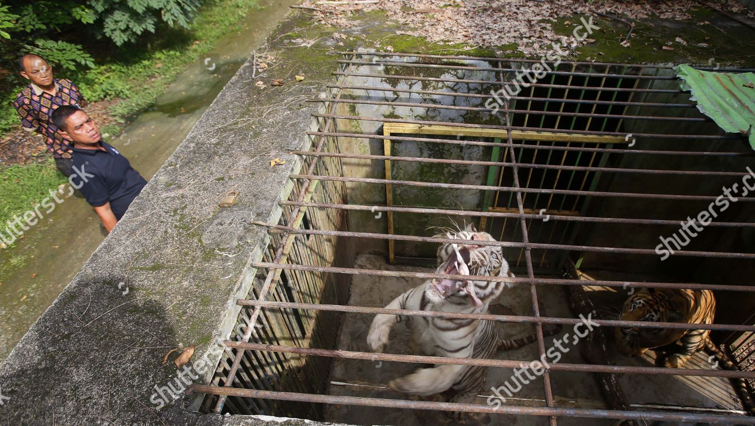 Indonesian Zoo Keeper Feeding Tiger Chiken Editorial Stock Photo ...