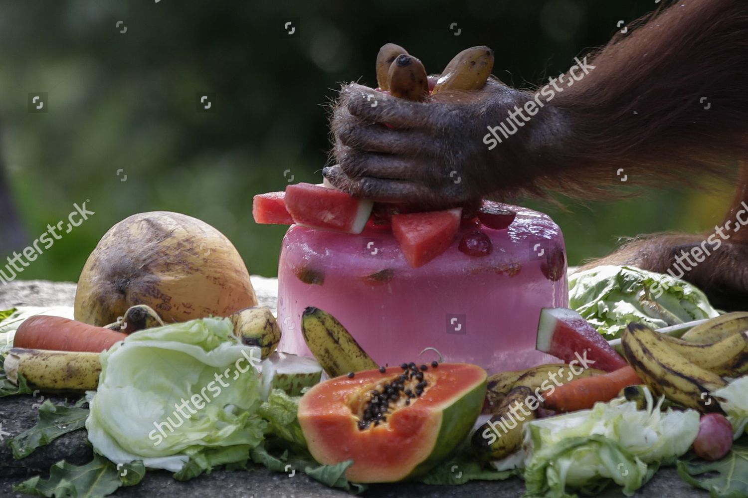 Tsunami Elevenyearold Orangutan Grabs Frozen Fruit Editorial Stock ...