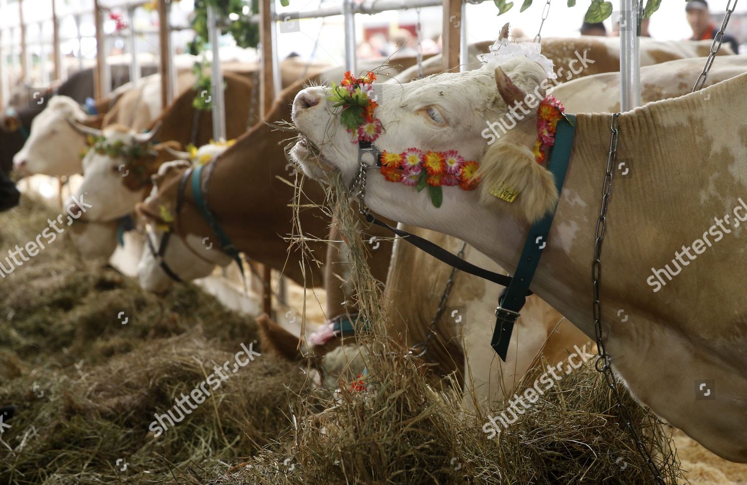 Decorated Cows Russian Breeding Farms While Editorial Stock Photo ...