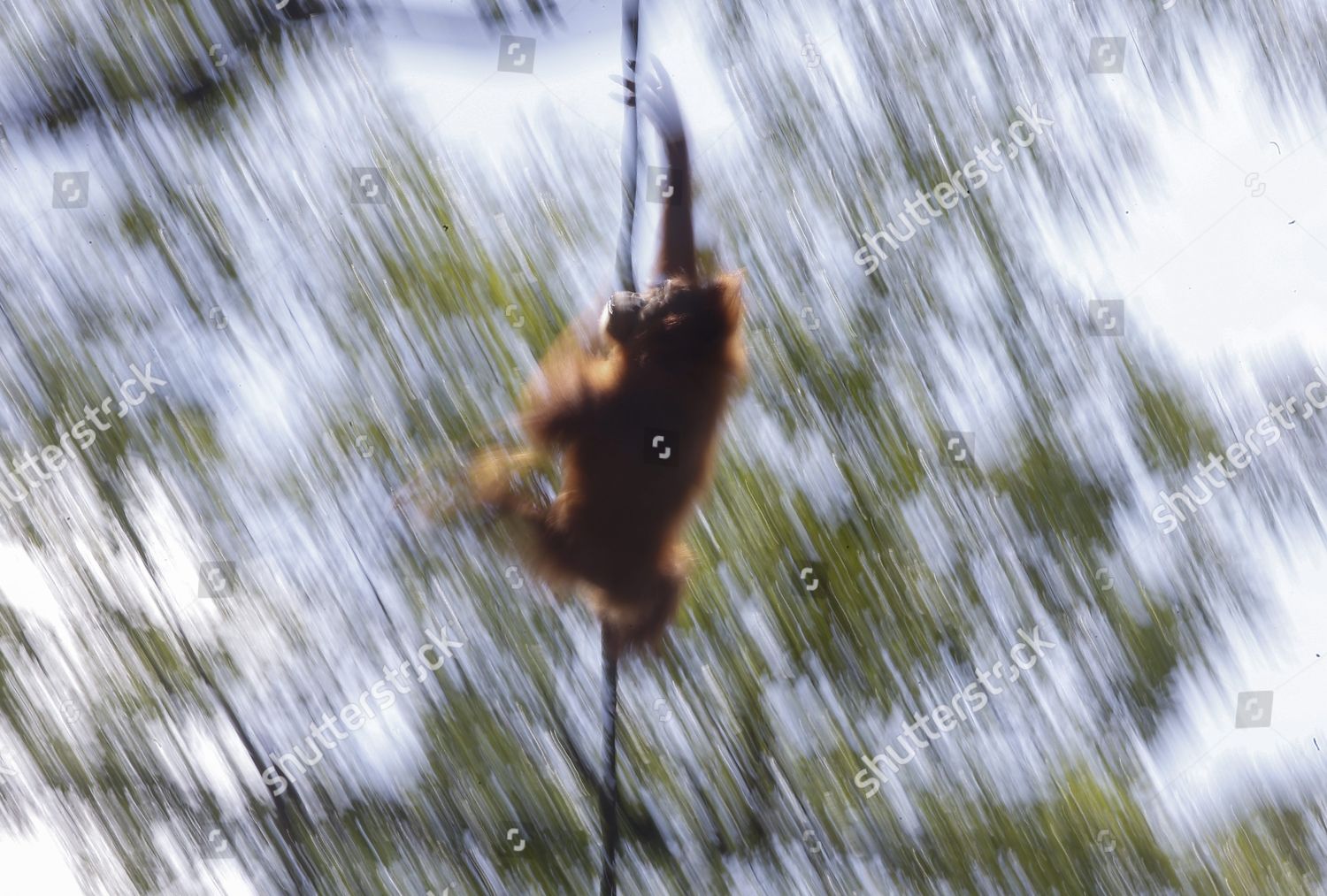 Ah Meng Sumatran Orangutan Climbs Ropes Editorial Stock Photo - Stock ...