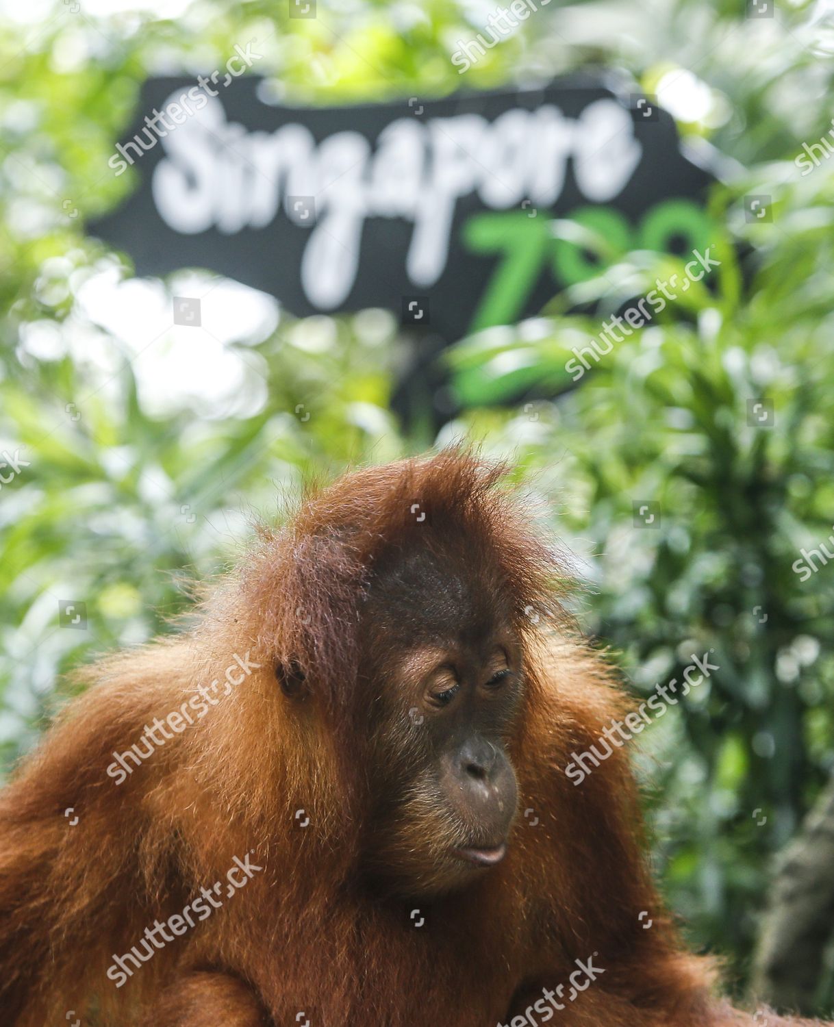 Ah Meng Sumatran Orangutan Pictured Front Editorial Stock Photo - Stock ...