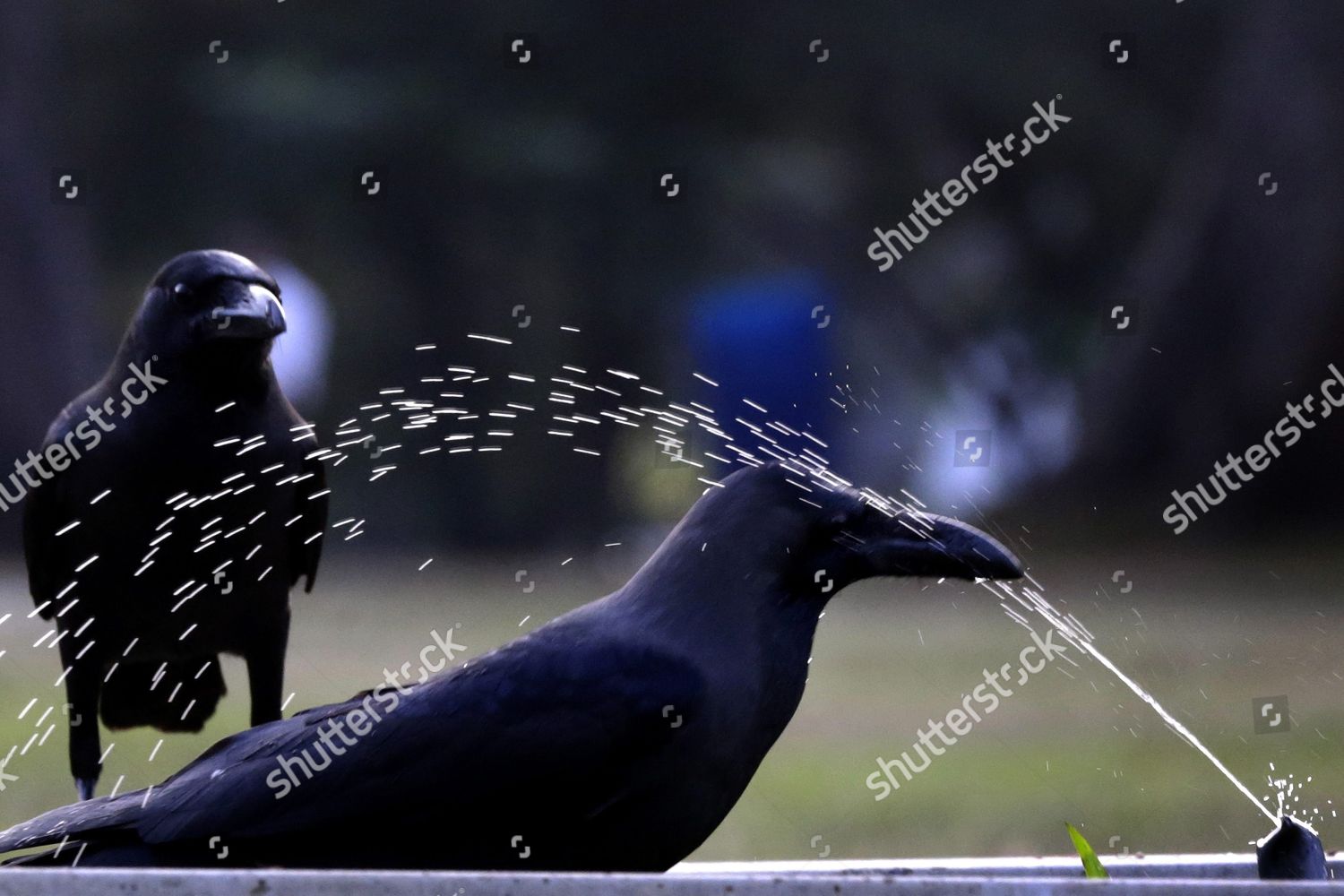 Sri Lankan Crow Corvus Splendens Mates Editorial Stock Photo - Stock ...