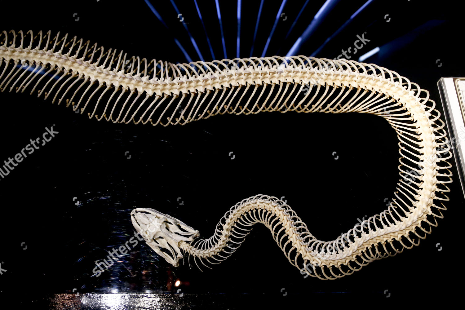 Skeleton Burmese Python Displayed Museum Inside Editorial Stock Photo ...