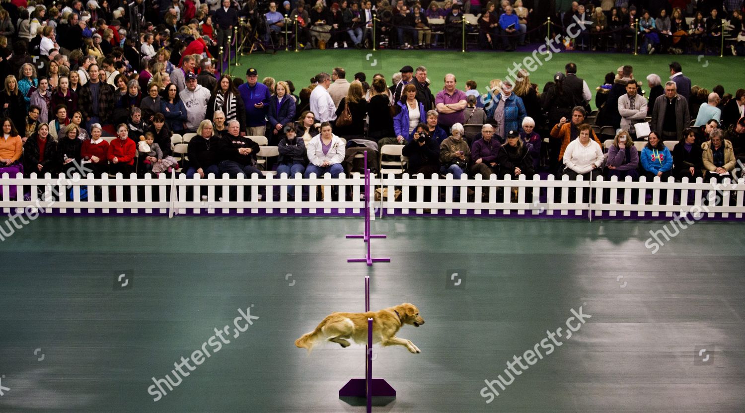 Golden Retriever Takes Part Agility Competition Editorial Stock Photo ...
