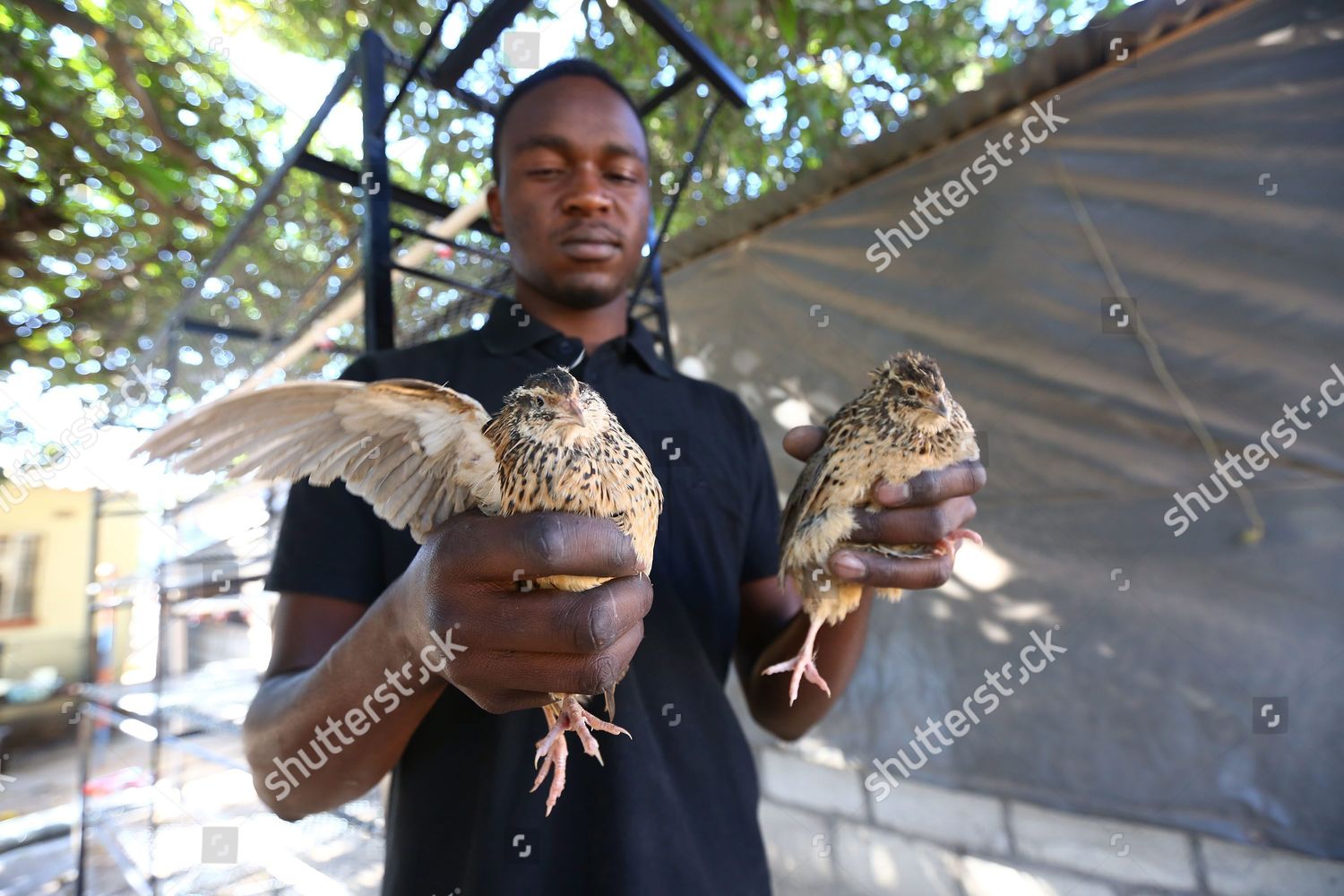 Solomon Ngwarai One Young People Breeding Editorial Stock Photo - Stock ...