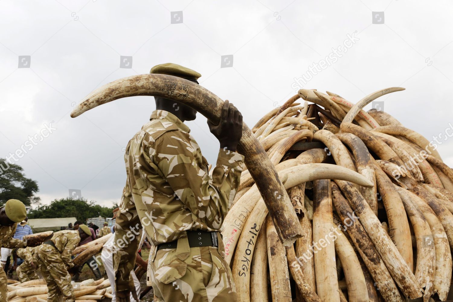 Kenya Wildlife Service Kws Ranger Carry Editorial Stock Photo - Stock ...