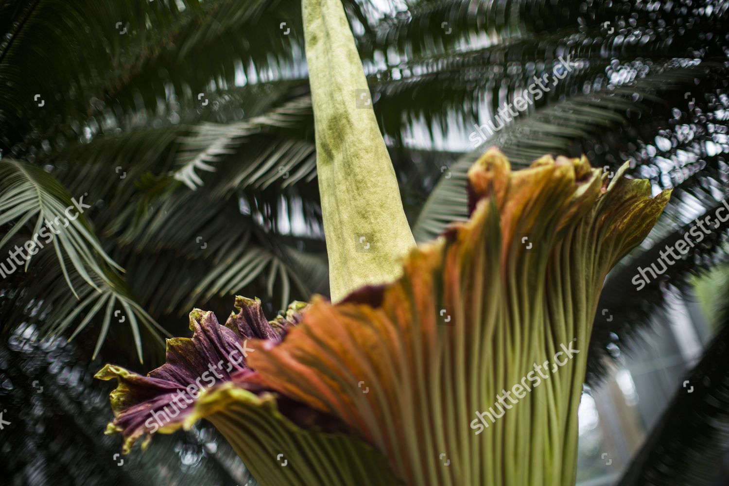 Rare Amorphophallus Titanum Commonly Known Corpse Editorial Stock Photo ...