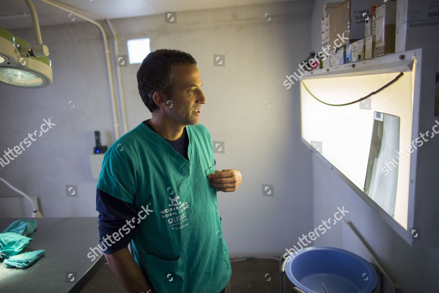 Veterinarian Dr Brian Bergman Examines Xray Editorial Stock Photo ...