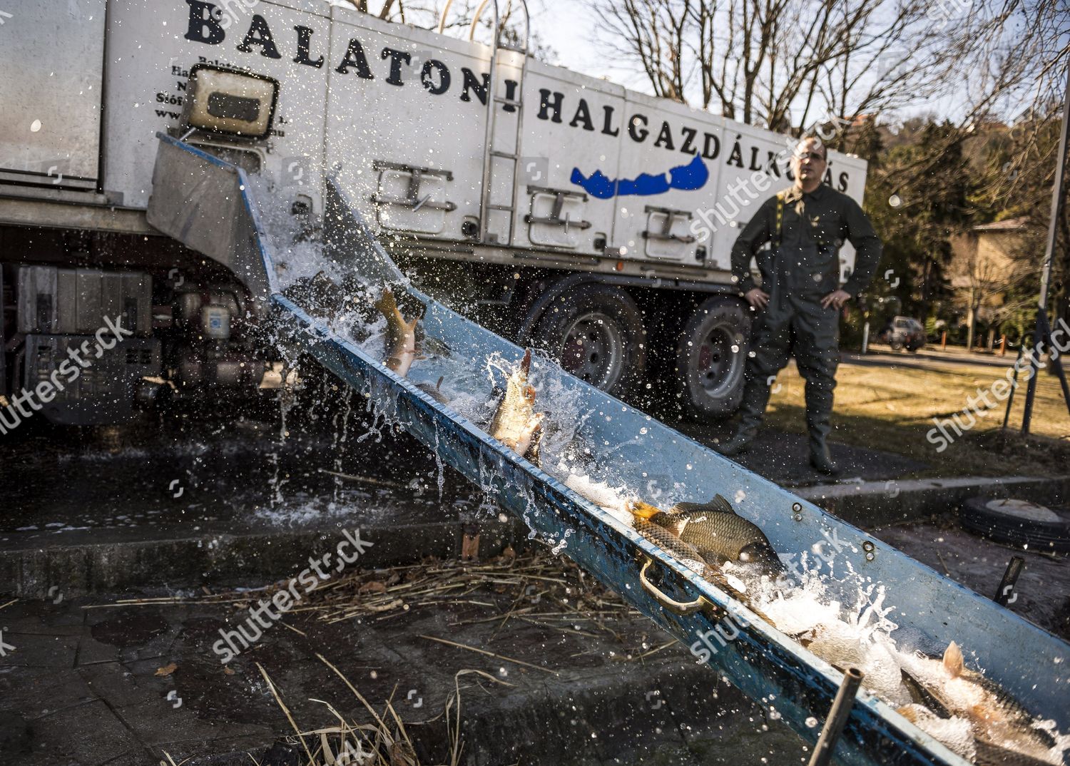 Carp Dumped Into Water Lake Balaton Editorial Stock Photo - Stock Image ...
