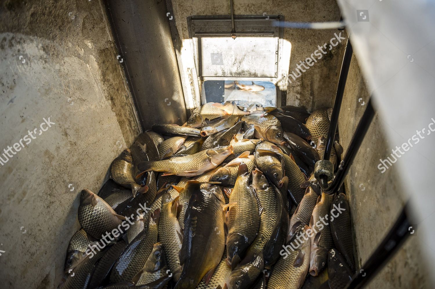 Carp Dumped Into Water Lake Balaton Editorial Stock Photo - Stock Image ...