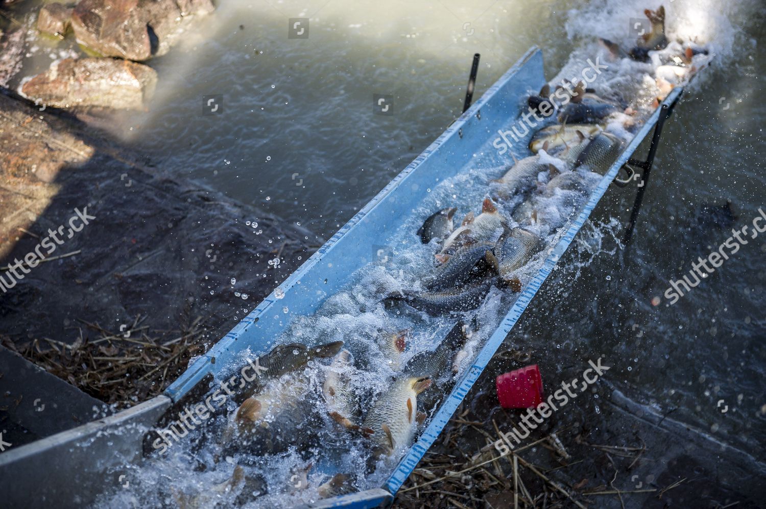 Carp Dumped Into Water Lake Balaton Editorial Stock Photo - Stock Image ...