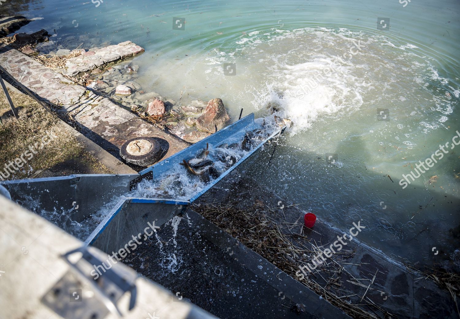 Carp Dumped Into Water Lake Balaton Editorial Stock Photo - Stock Image ...