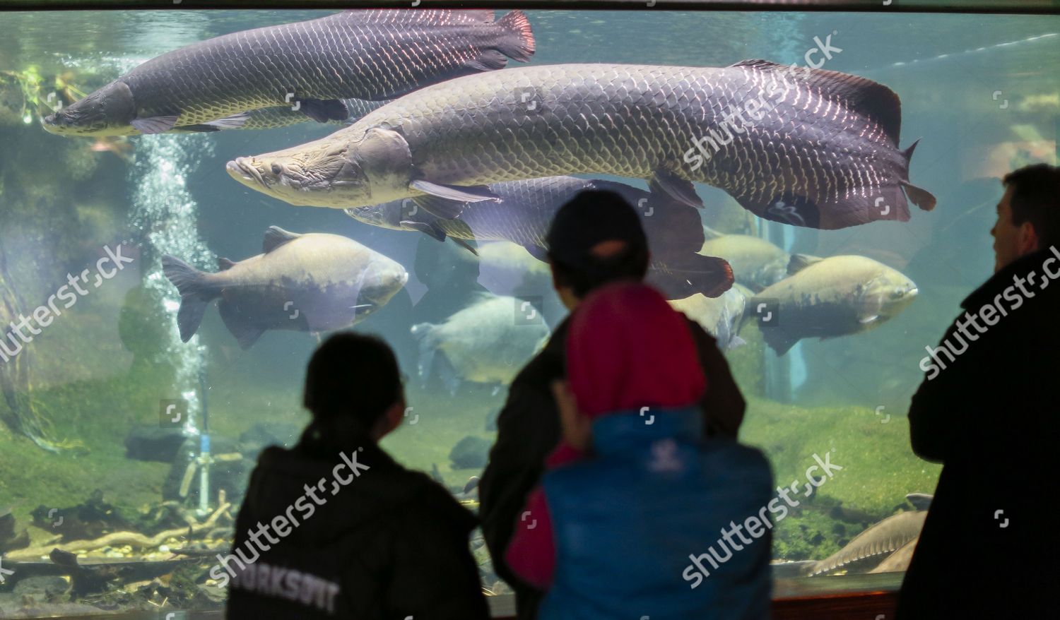 Arapaima Fish Swim Tank Inside Amazonia Editorial Stock Photo - Stock ...
