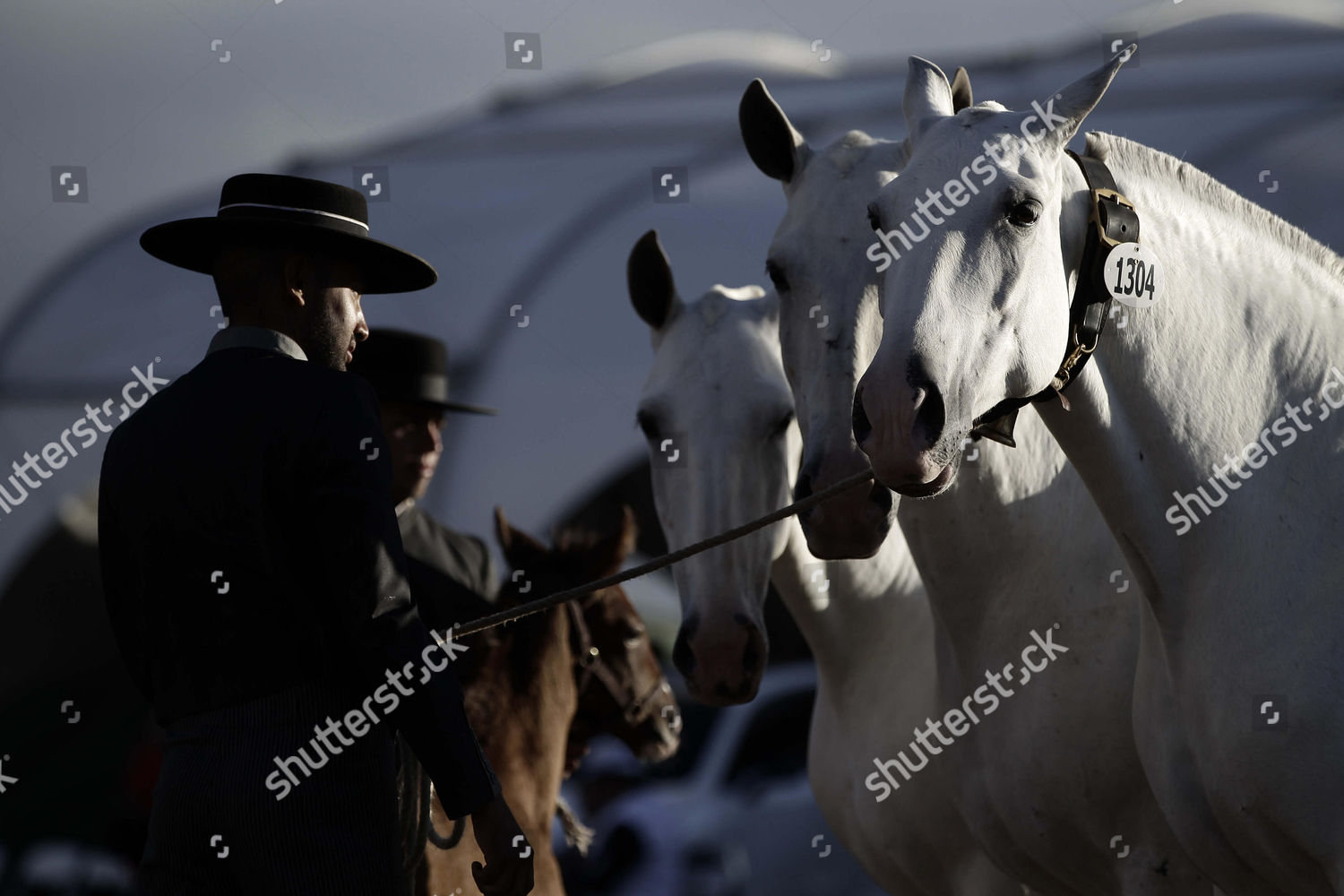 Riders Horses Pure Spanish Breed More Editorial Stock Photo - Stock ...